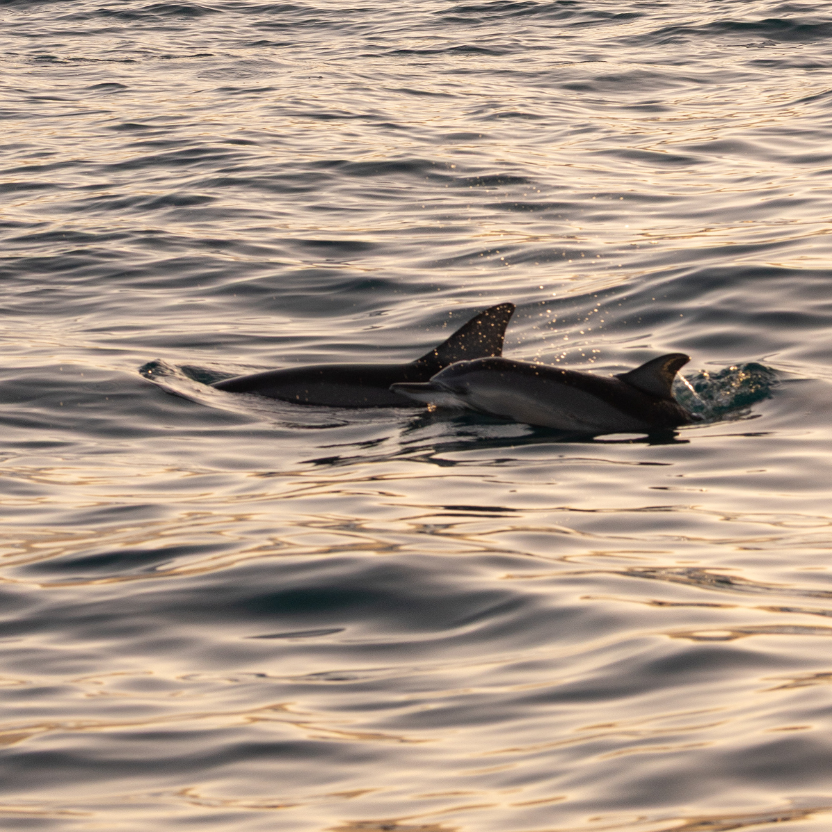 Seasonal Shift on the Nā Pali Coast: Late Summer to Fall